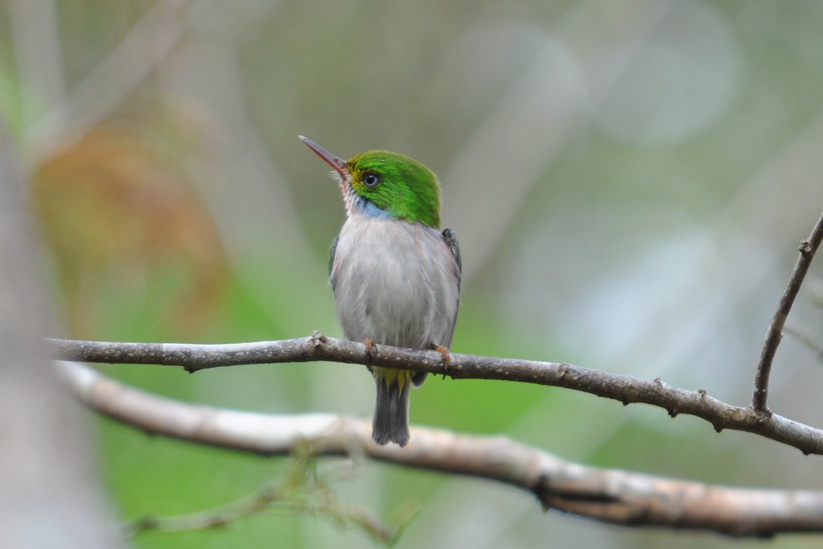 Probirder: Cuban Tody
