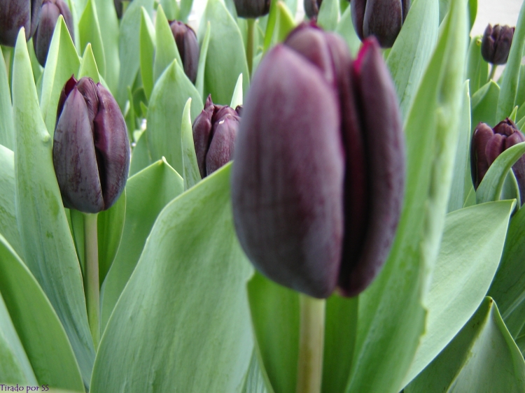 Plantas Nice: Tulipa Roxa