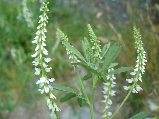FLORS: Melilot blanc (Melilotus alba)