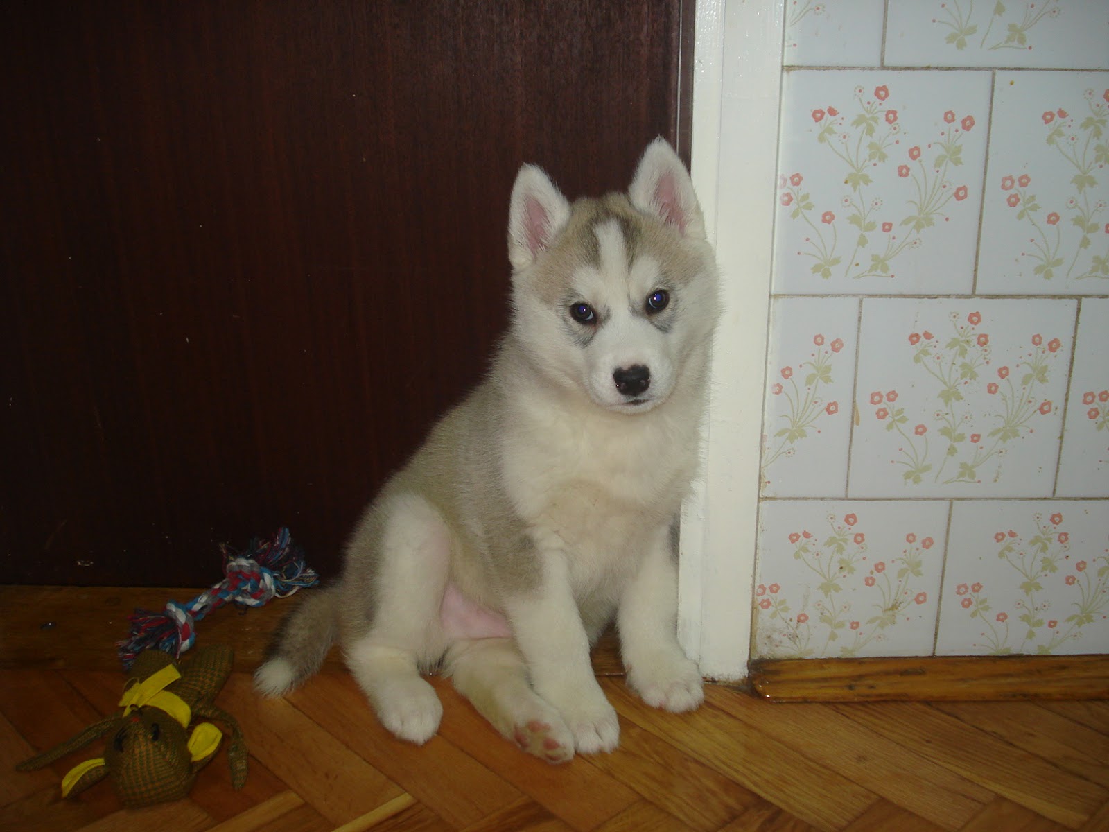 Sibirski haski: GALERIJA