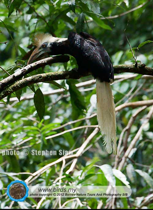 BORNEO BIRDS: Sukau Kinabatangan River Birding Tour