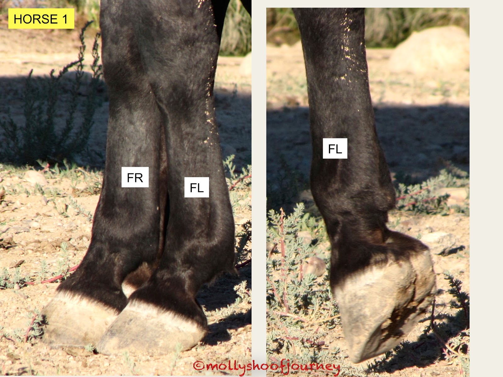 journey to better hooves: Mustang hooves