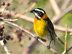 crónicasdeunamujerpolicia: El Chango Como Pájaro Nacional.