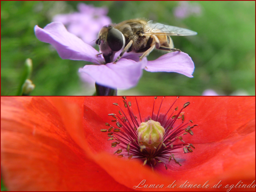 Lumea de dincolo de oglinda: Maci si flori de camp....