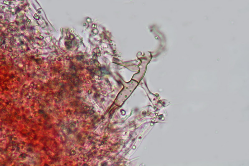 El mundo microscópico de los hongos: Coniophora puteana (Schum. Ex Fr ...