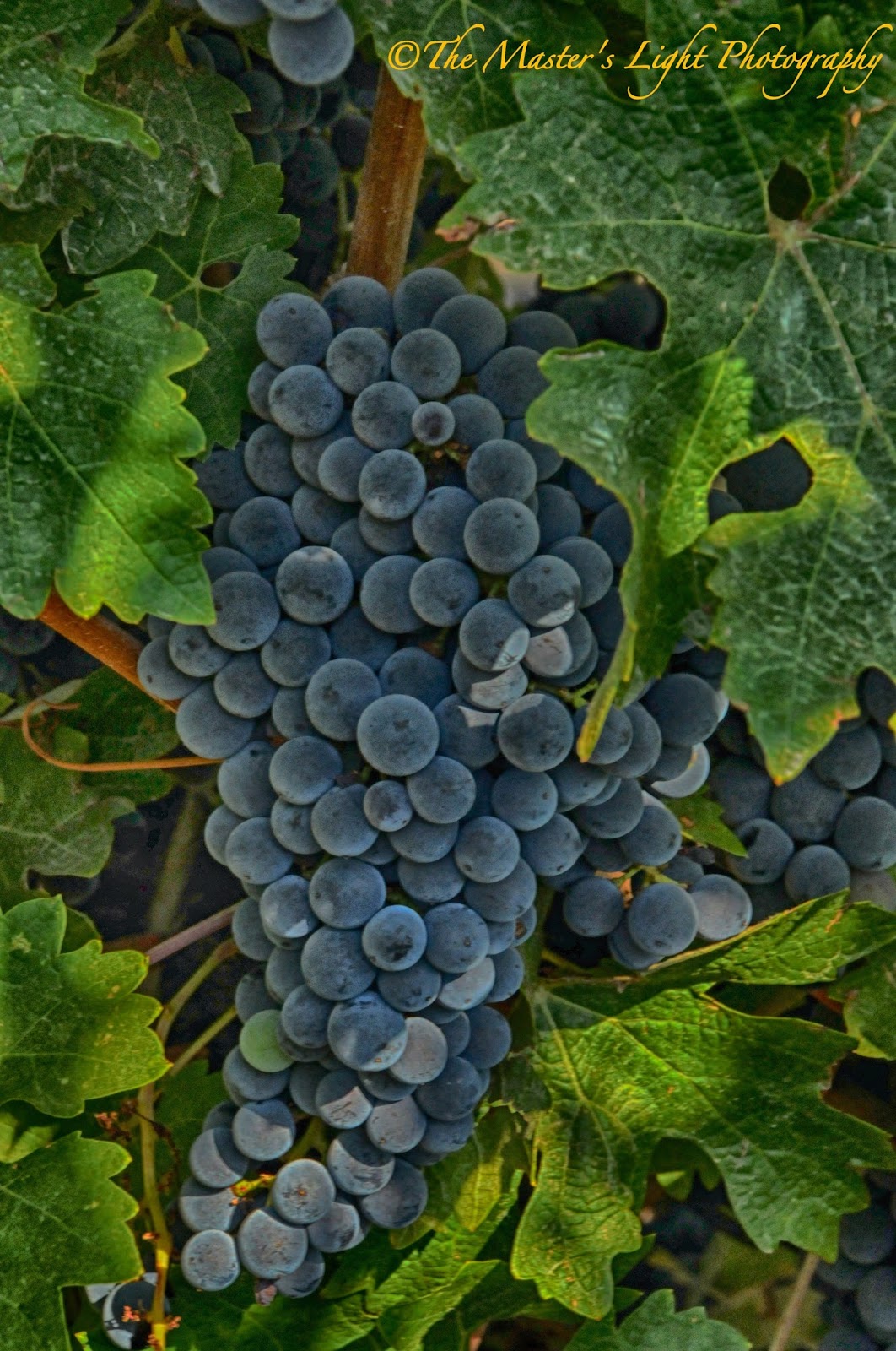 The Master's Light Photography: Northern California Grapes