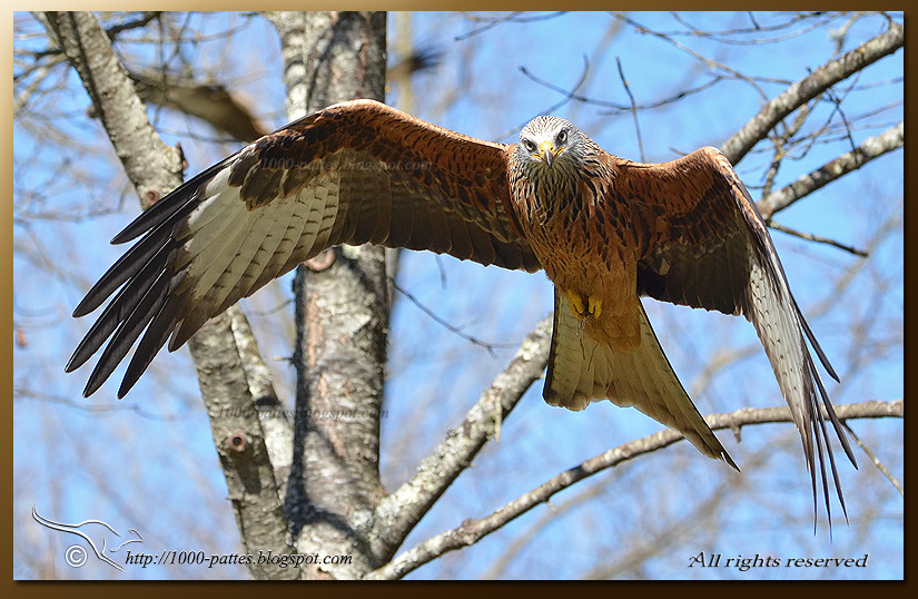 WILDLIFE GATEWAY: Milan royal