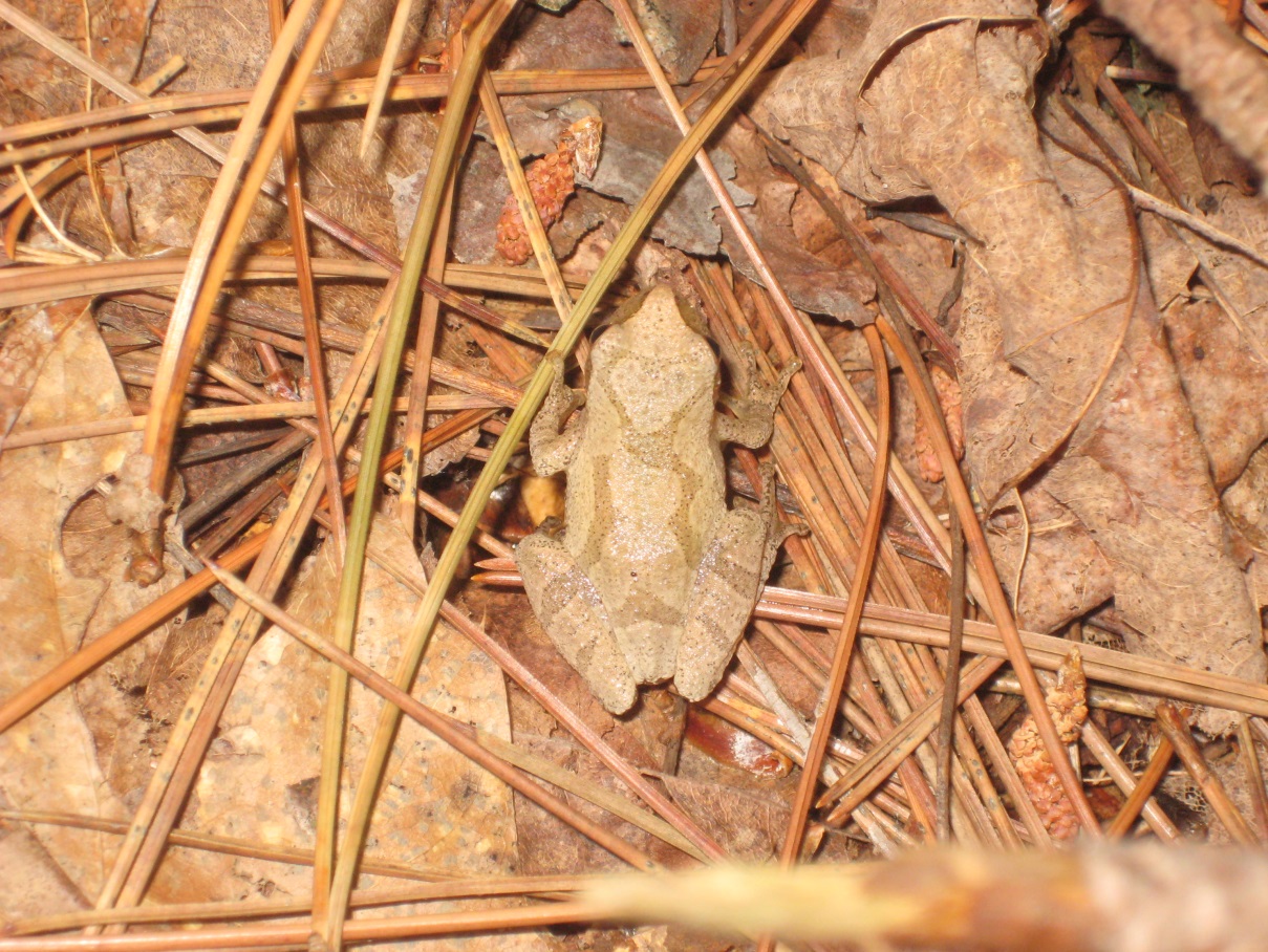 Bats (and other wildlife) of Northwest Ohio: Species Profile: Northern ...