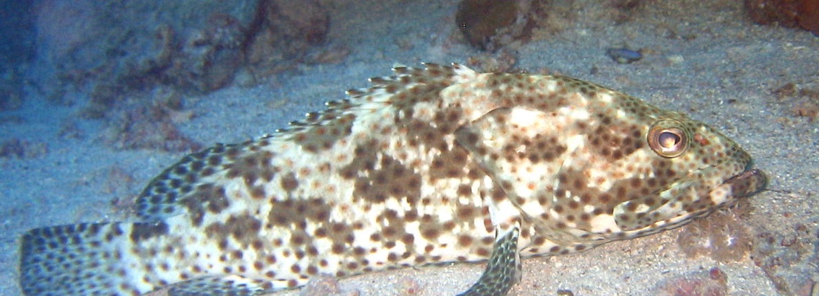 Inilah Jenis - Jenis Ikan Kerapu - Mulia Kerapu - Budidaya Ikan Kerapu ...