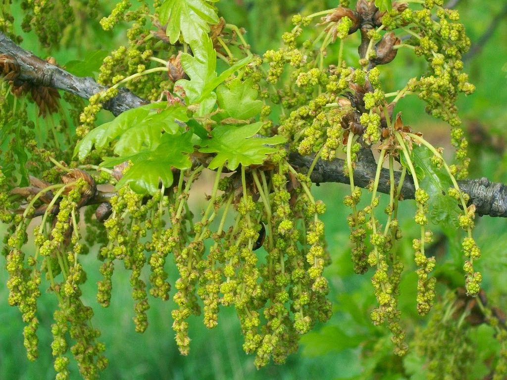 Trees Planet: Quercus robur - Pedunculate Oak - English Oak