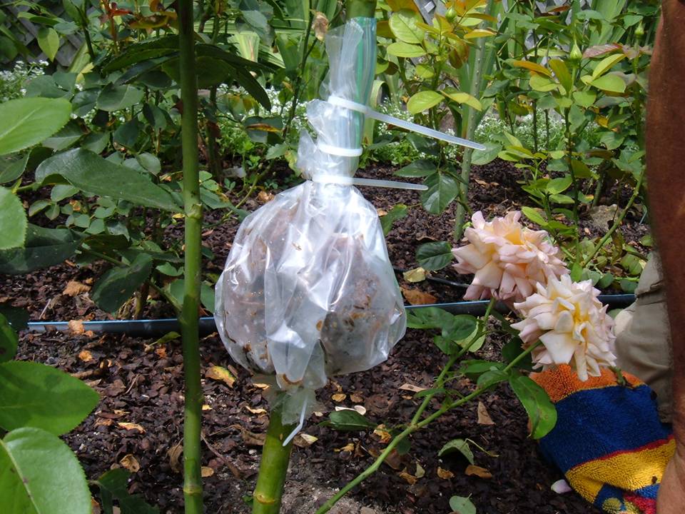 The Minnesota Rose Gardener: Propagating Roses by Air Layering- North ...