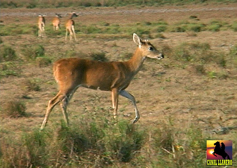 Canal Llanero : EL VENADO Venado (Odocoileus virginianus)