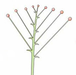 Plantas e Flores do Areal: Achillea ageratum L