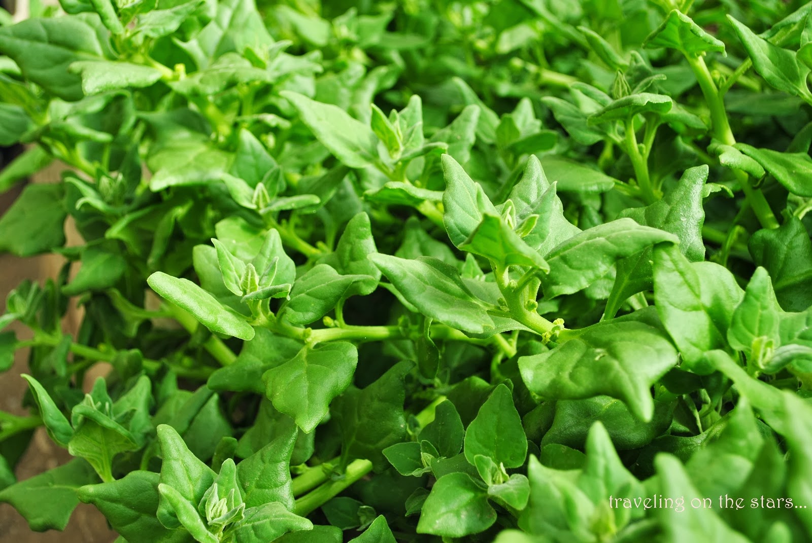 traveling on the stars...: Alimentos que "alimentan"....