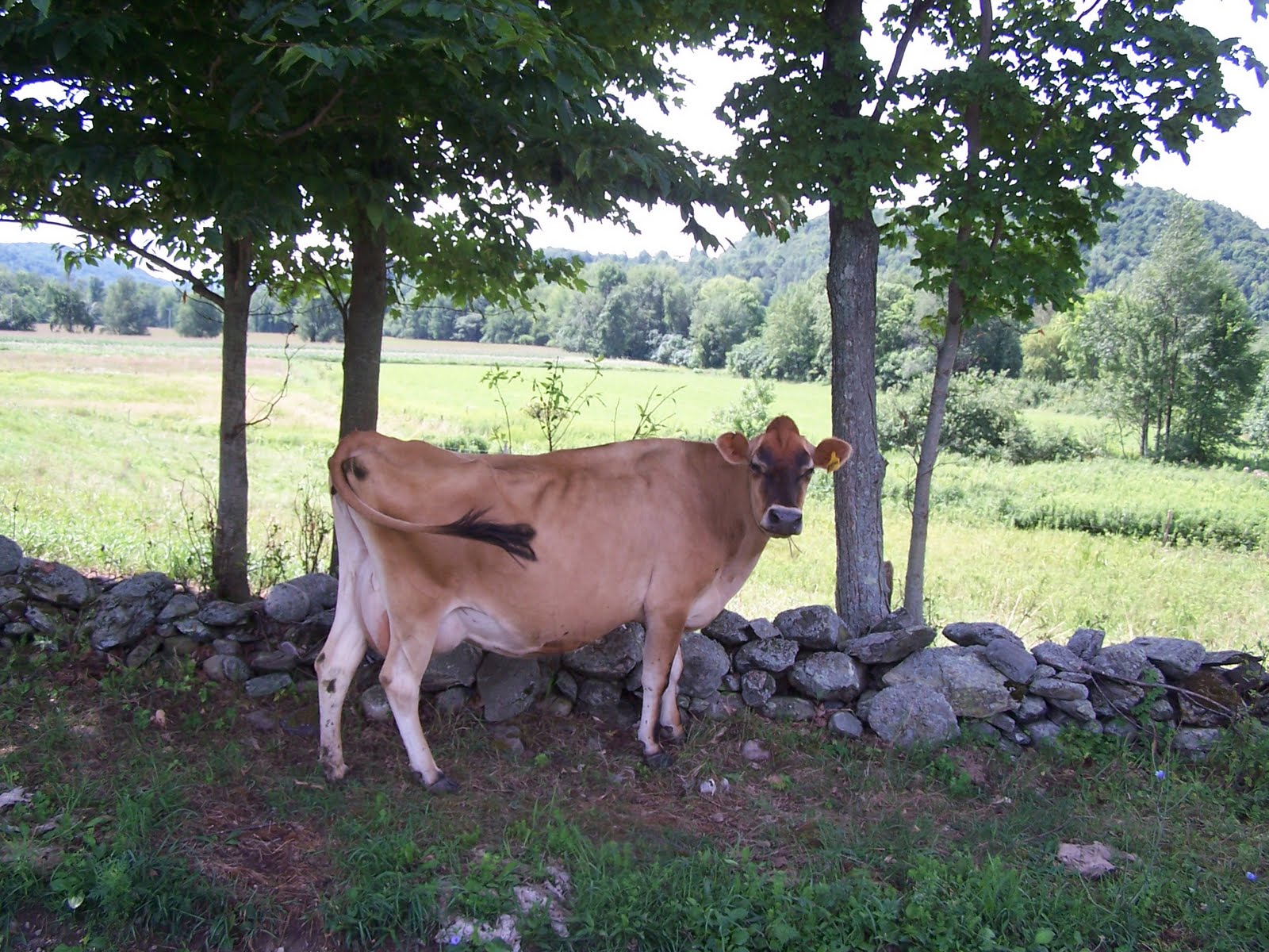 Wayward Goose Farm: The Cows