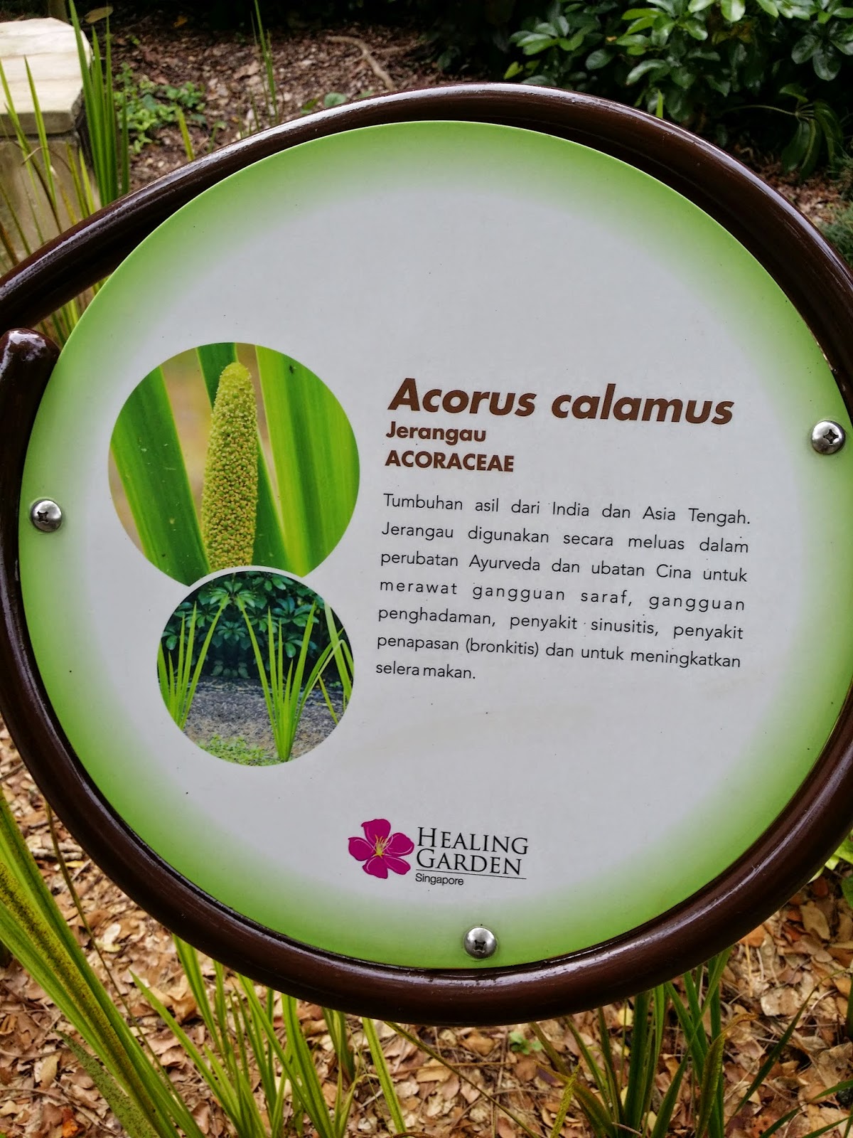 LI NA HERBS: CALAMUS /JERANGAU