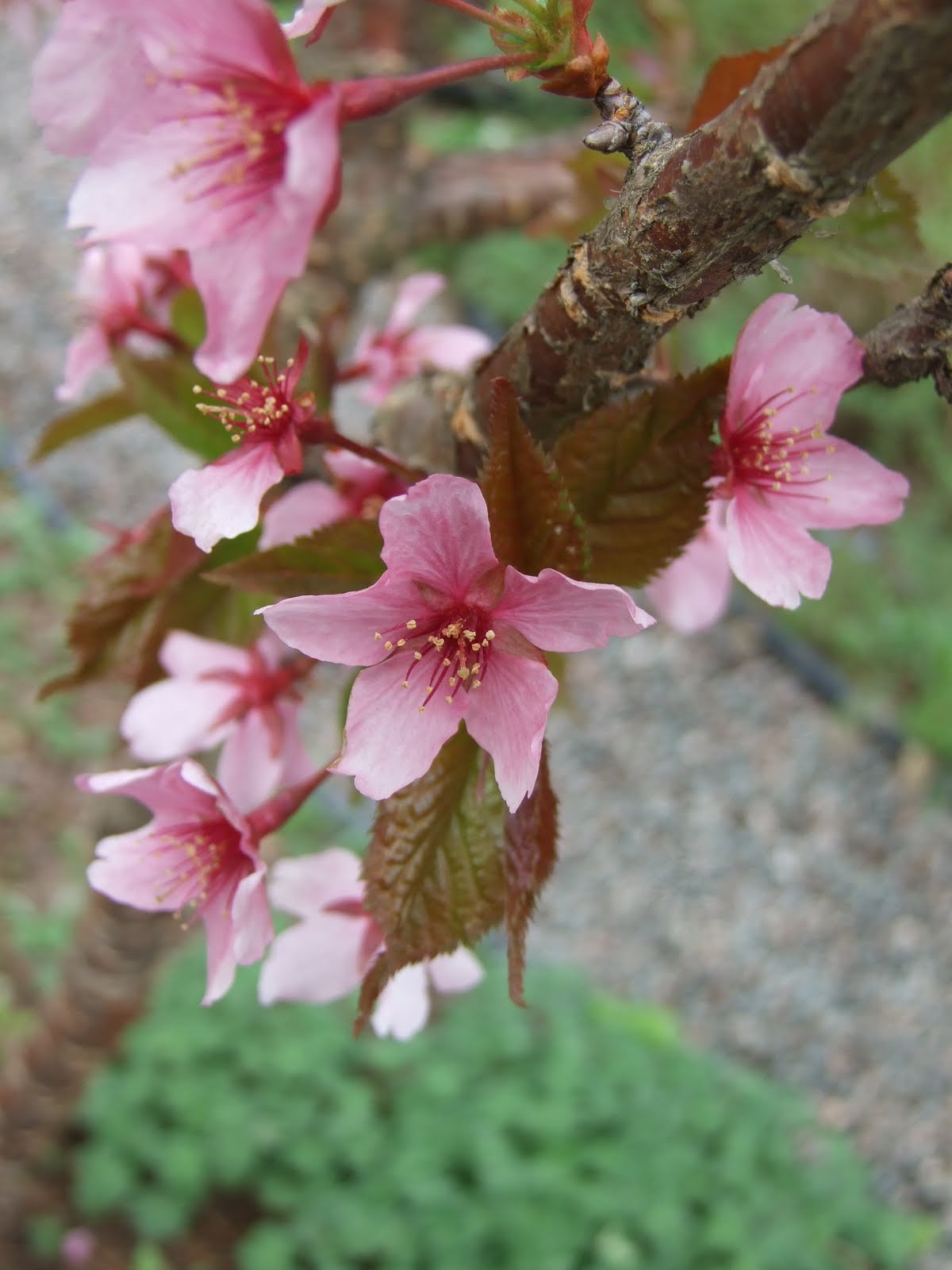 stinapyrro: Prunus nipponica 'Ruby' pensaskirsikka