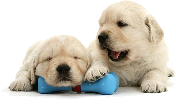 Todo PNG: Perritos PNG