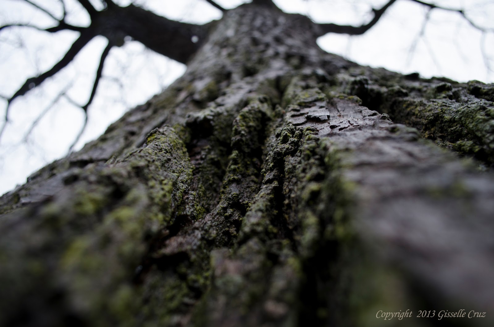 Gisselle Cruz Photography