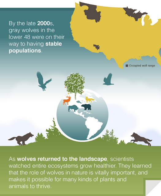 STOP WOLF HUNTS: THE WAR ON WOLVES