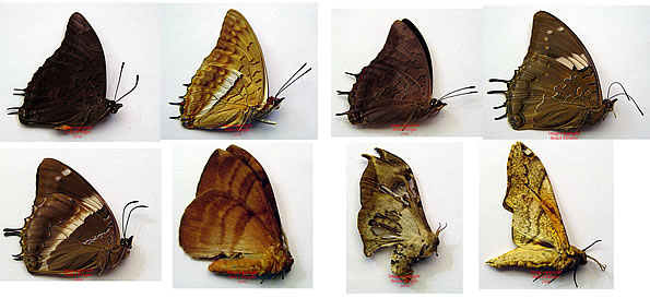 Insect Designs News: Single Butterflies and Beetles Pages Updated