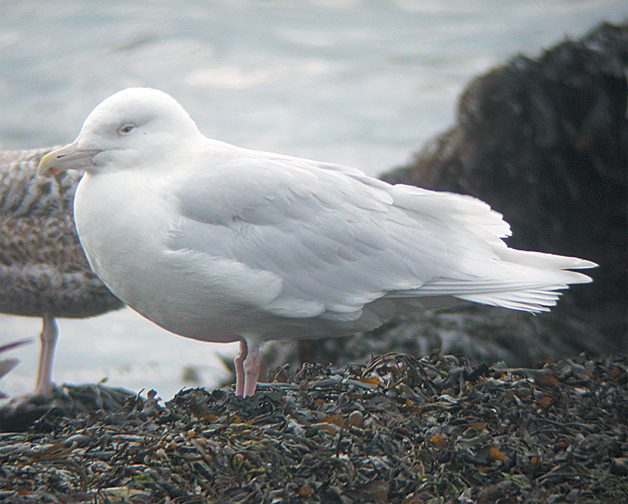Kerry Birding: Glaucous Gulls, Cromane