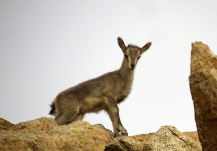 Just About Everything: Wildlife of Ladakh - Animals & Birds of Ladakh ...