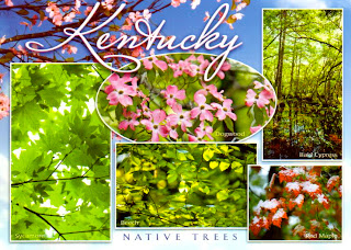 Around the States in 50 Postcards: Our Beautiful Kentucky Postcards