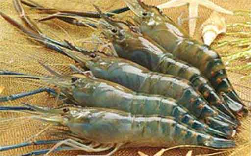 Nature and Farming: Freshwater Giant Prawn Farming