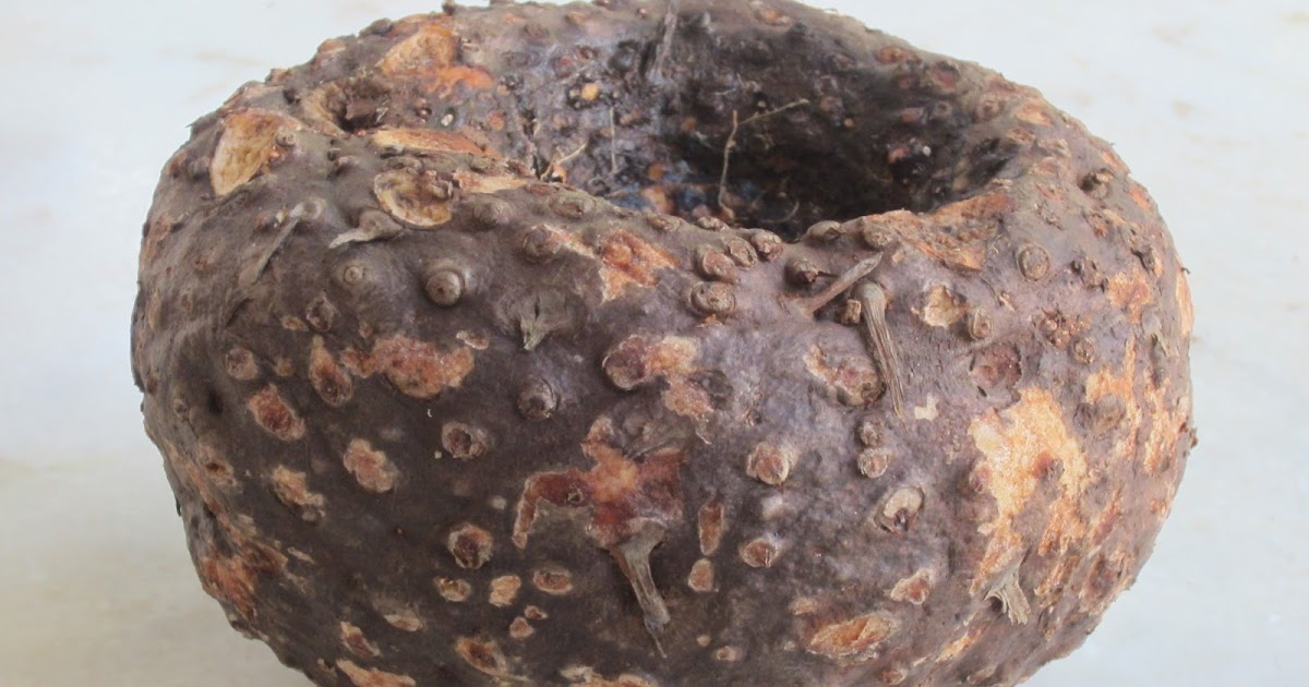 Dr. Mantena's Kitchen: Dr. Mantena's Special - Kandagadda Fry