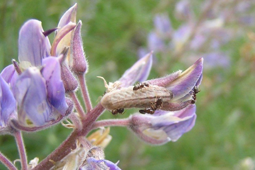 Northwest Butterflies: Ant tending