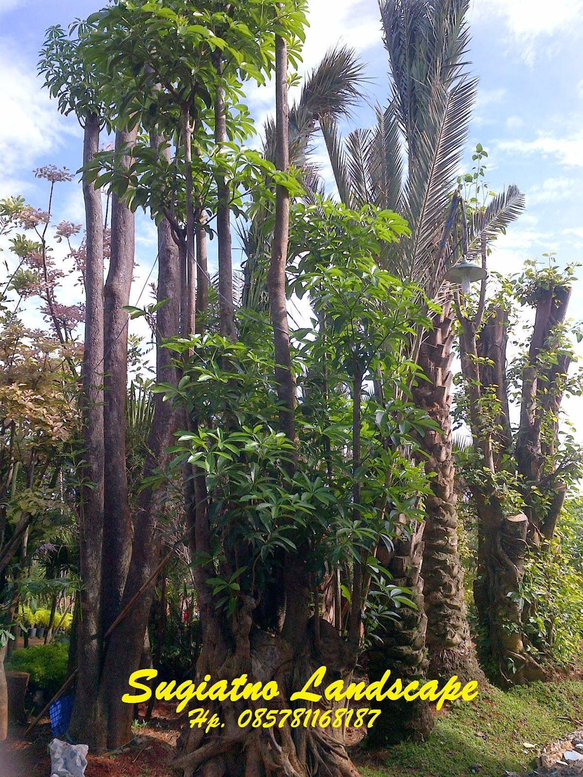 Jual pohon pule murah, tanaman pule | Tukang taman | Grosir Tanaman Hias