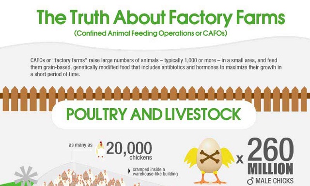 The Truth About Factory Farms #infographic - Visualistan