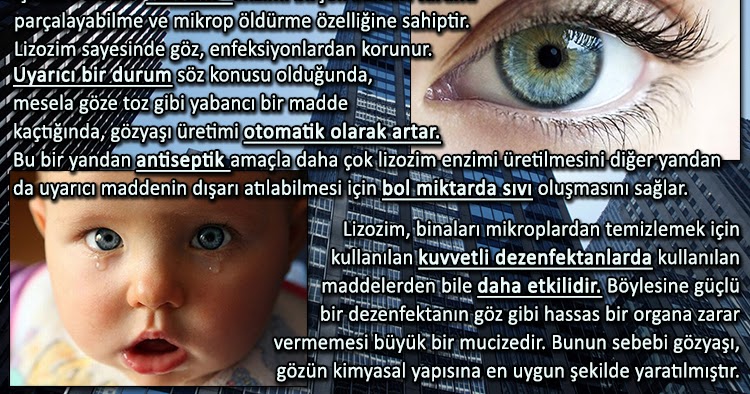 İman Hakikatleri: En Kuvvetli Dezenfektan Gözümüzde: Lizozim Enzimi