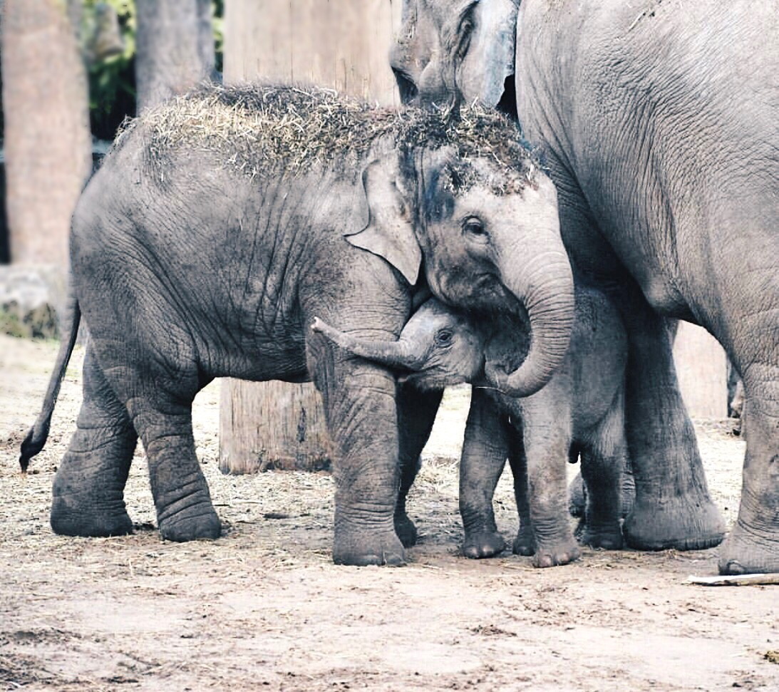 5 Reasons Why You Need to Visit Chester Zoo | Terri Talks