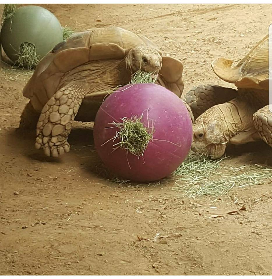 Reptelligence: Understanding Snake Body Language: An Introduction