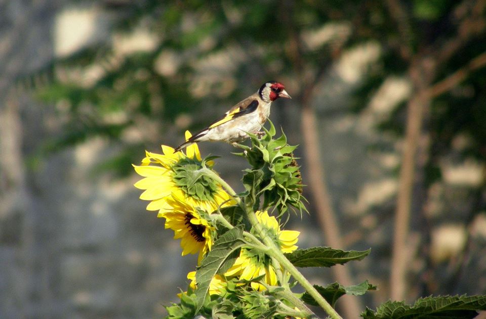 El Jilguero Parva: Carduelis Carduelis Colchicus, el Jilguero Colchicus