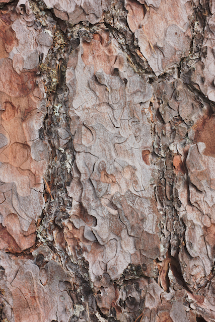 8th Colour Landscape Photography: Native Pinewoods of Scotland