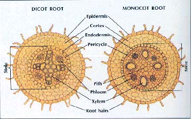 Share with Us: Monocotyl and Dicotyl