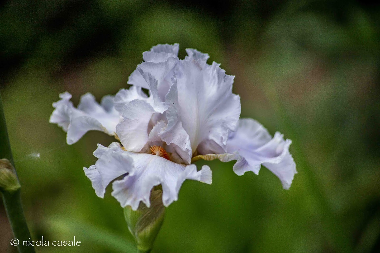 L'orto dei colori: Le Iris di oggi