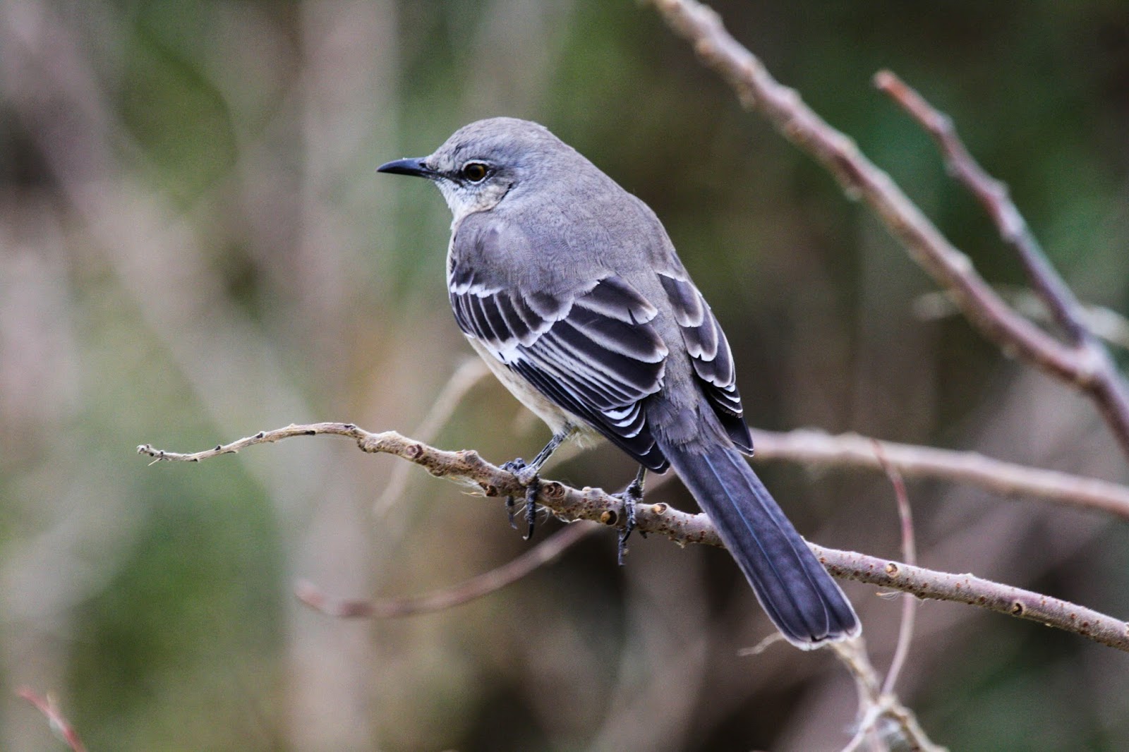 Natural Mid-Atlantic : Winter Mockingbird