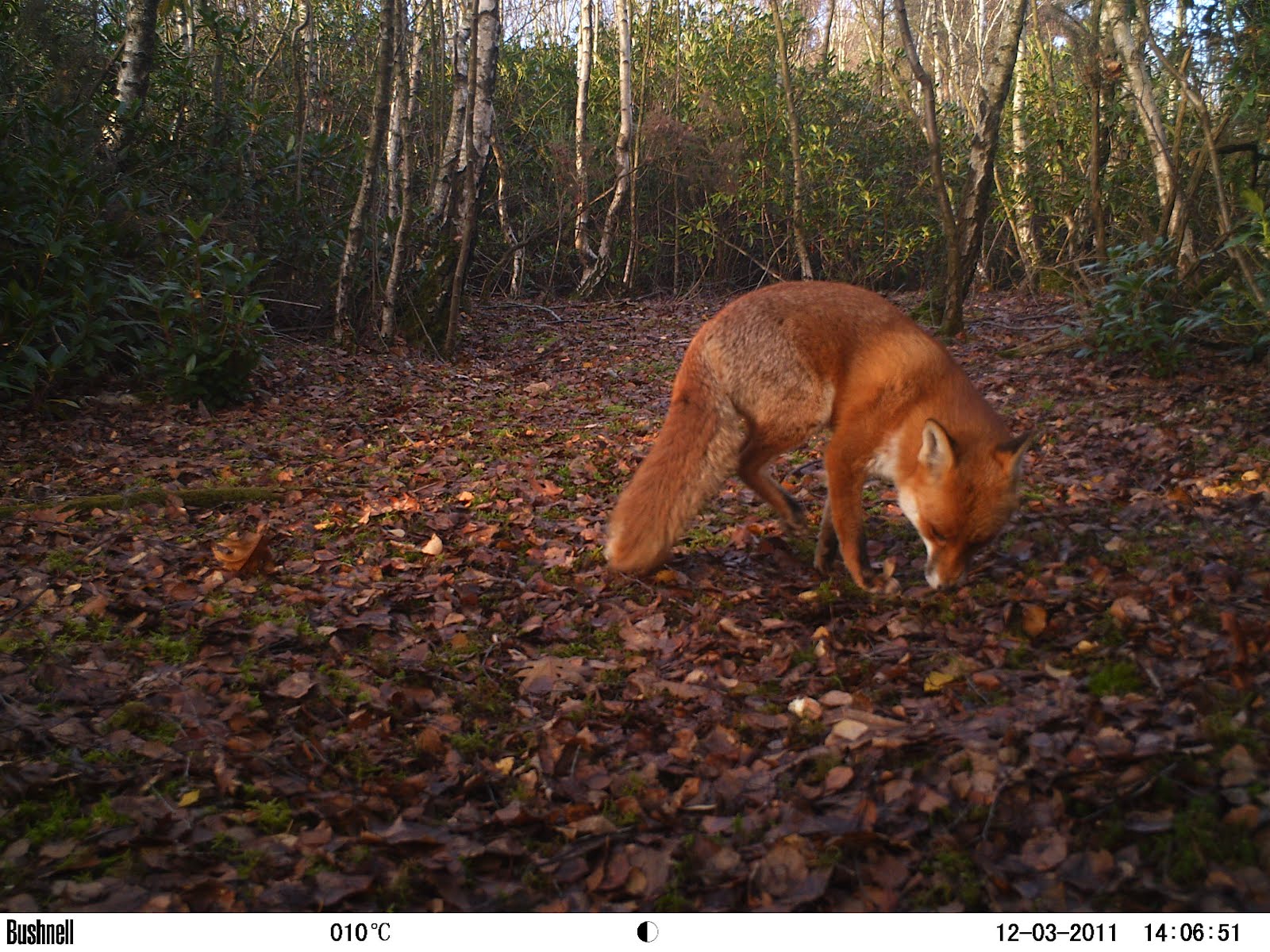 bigcatdetective: More fox,a roe buck and a woodcock at night