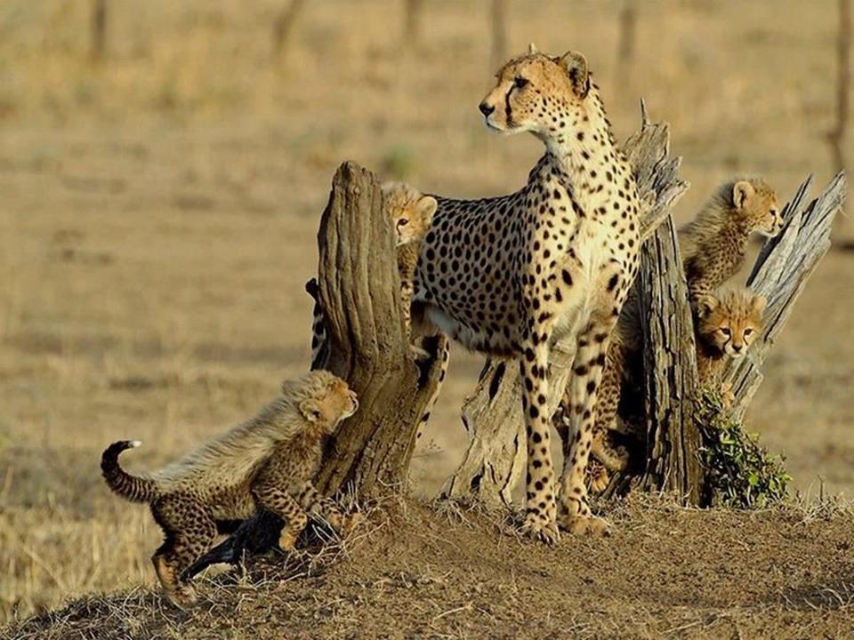 El baúl de Pepe: Animales e insectos