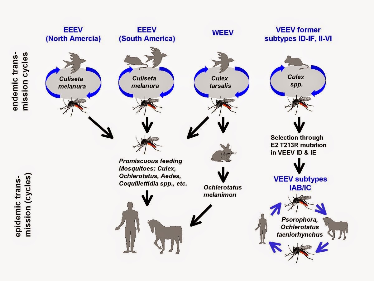 Mutatis Mutandis: Western Equine Encephalomyelitis (WEE) dan Eastern ...