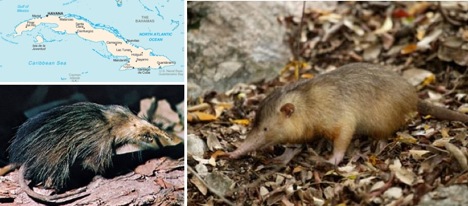 Los Animales: Los animales poco conocidos