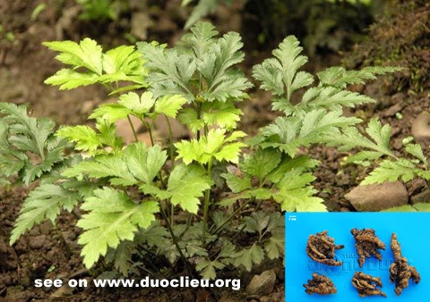 Coptis root (Huanglian)-Coptis chinensis Franch.