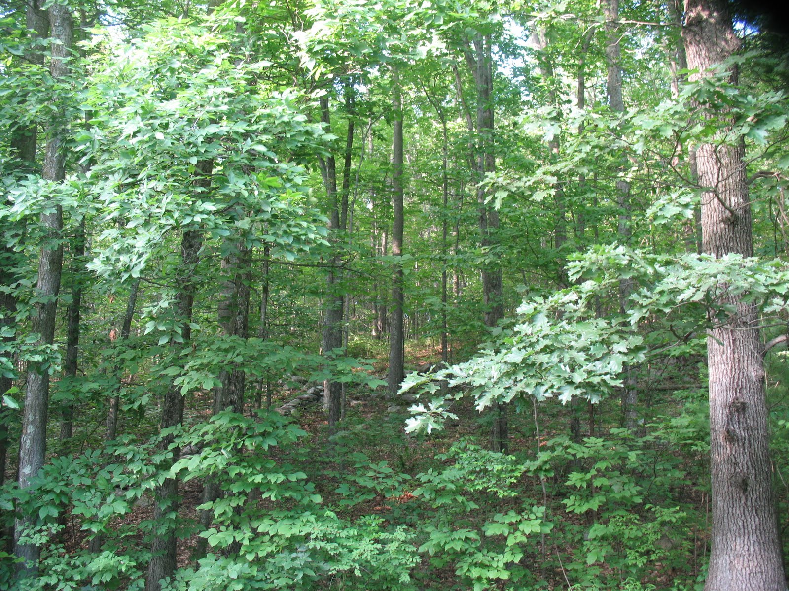 WHS AP Biology 2011: Biomes