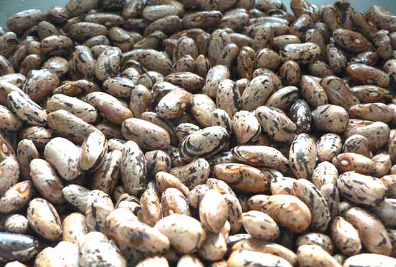 Beans: the perfect intro to seed saving