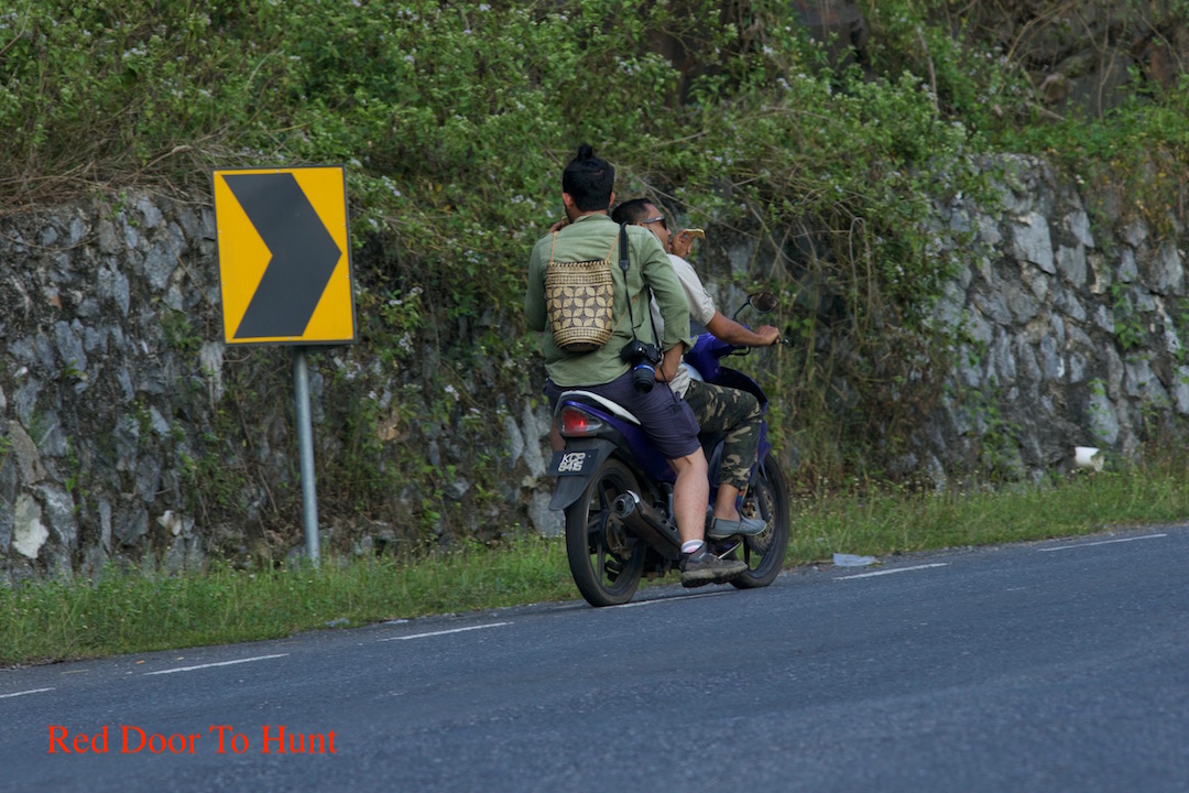 RED Door To Hunt: Beruk Kentoi~Macaca arctoides~Stump tailed Macaque