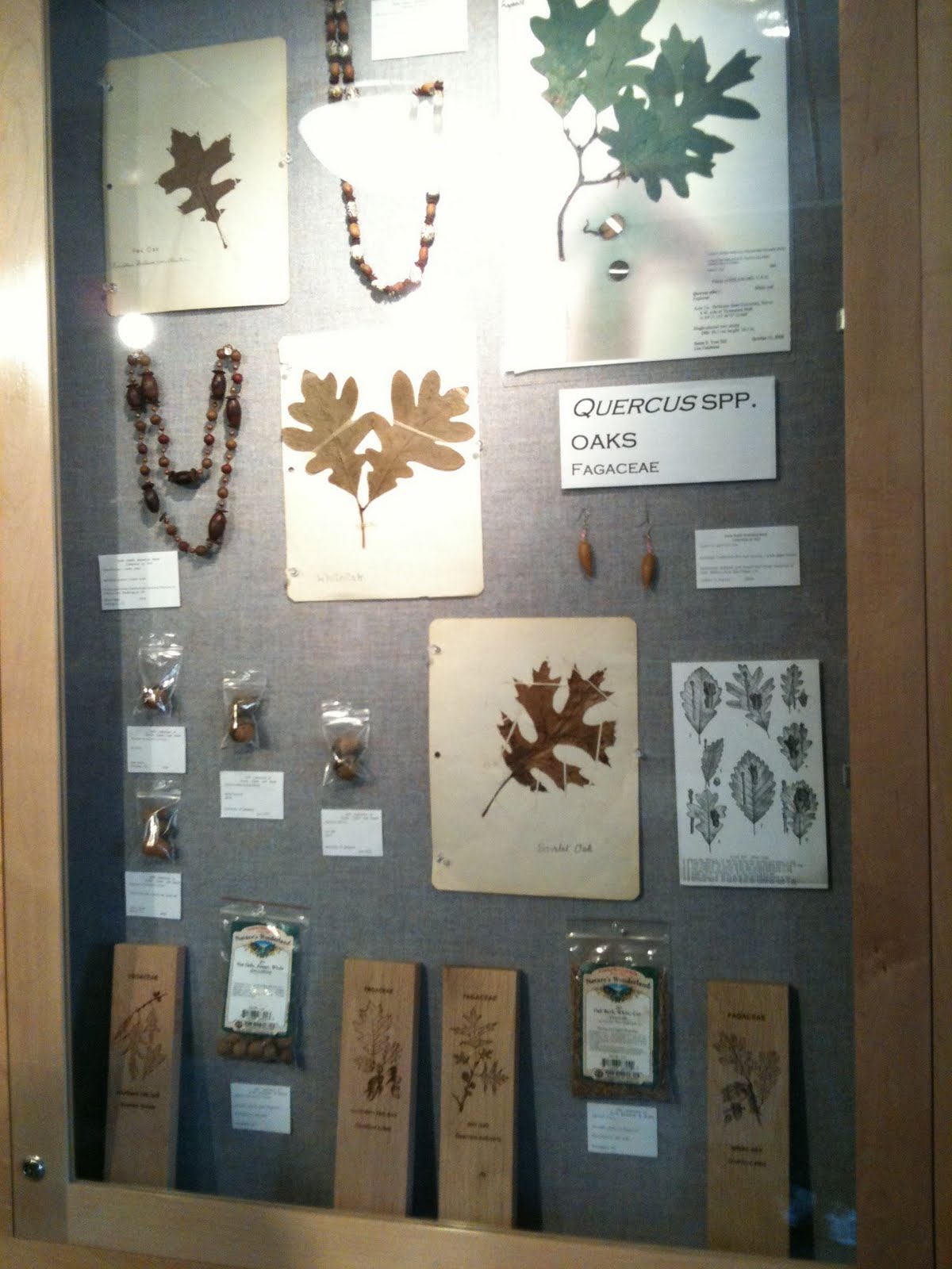Marsha's Garden Blog: Touring The Herbarium At DE State University...